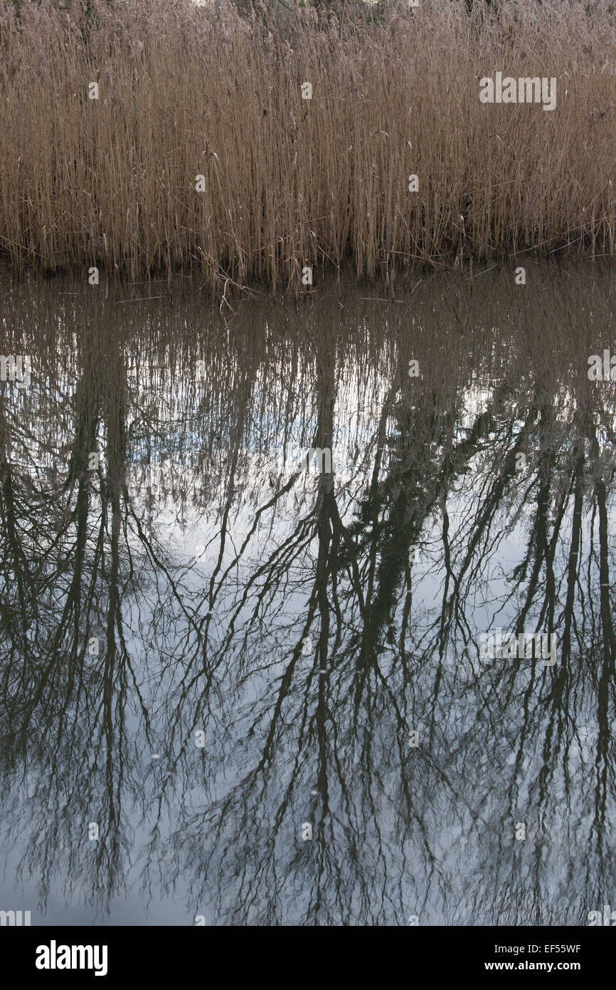 reed bed and reflection Stock Photo - Alamy