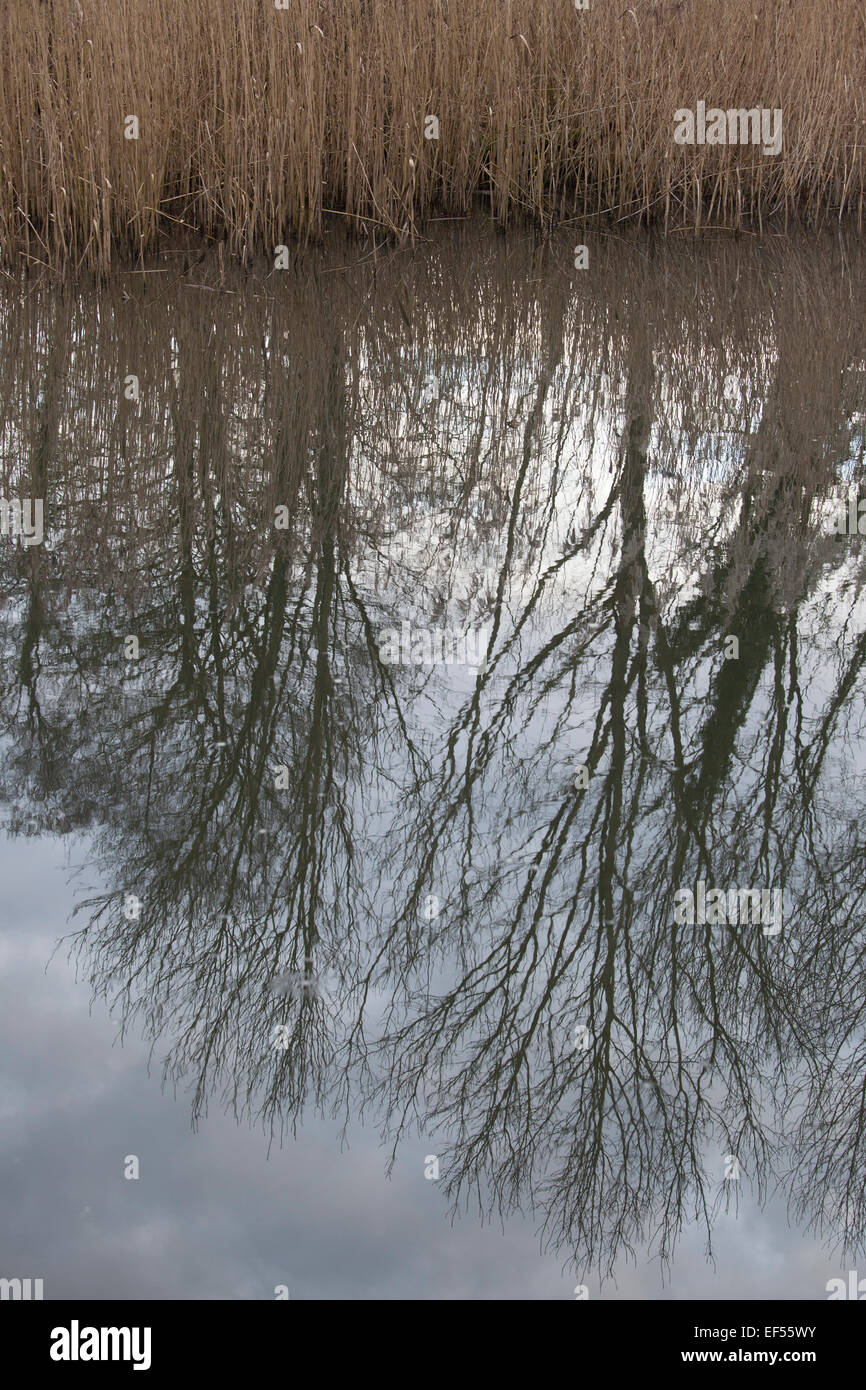 reed bed and reflection Stock Photo - Alamy