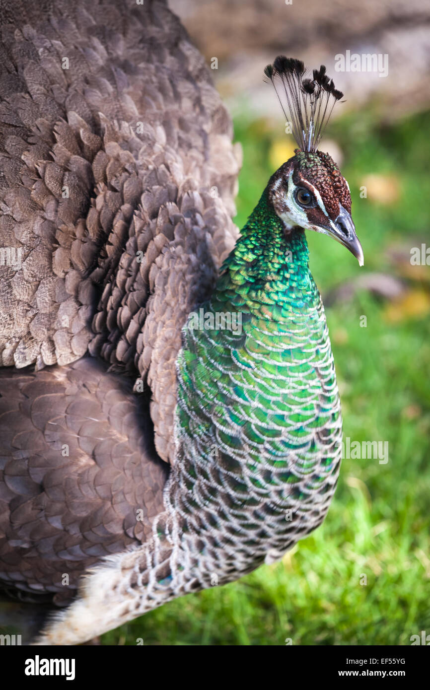 Peacock Bird Female