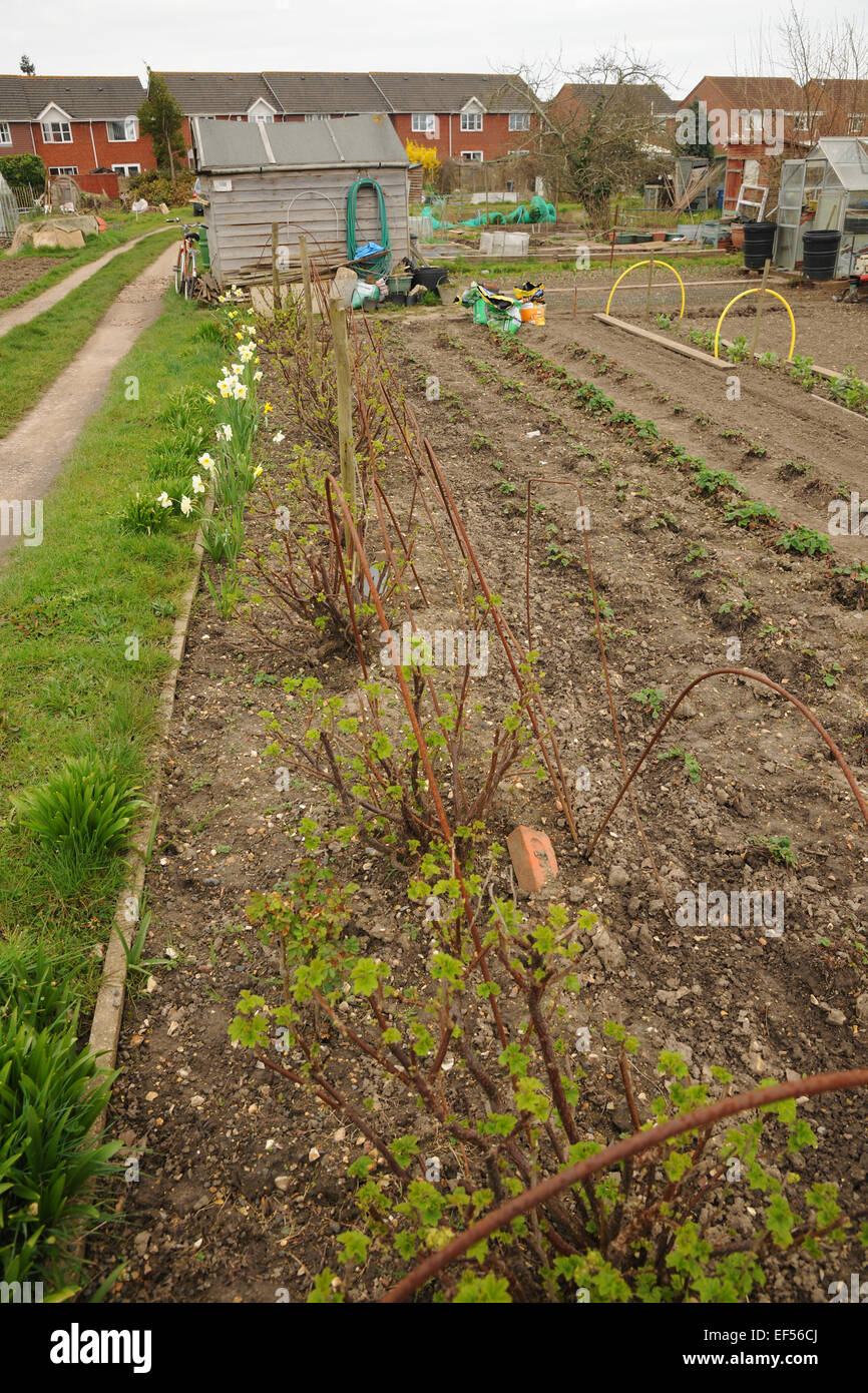 English garden allotment hi-res stock photography and images - Alamy