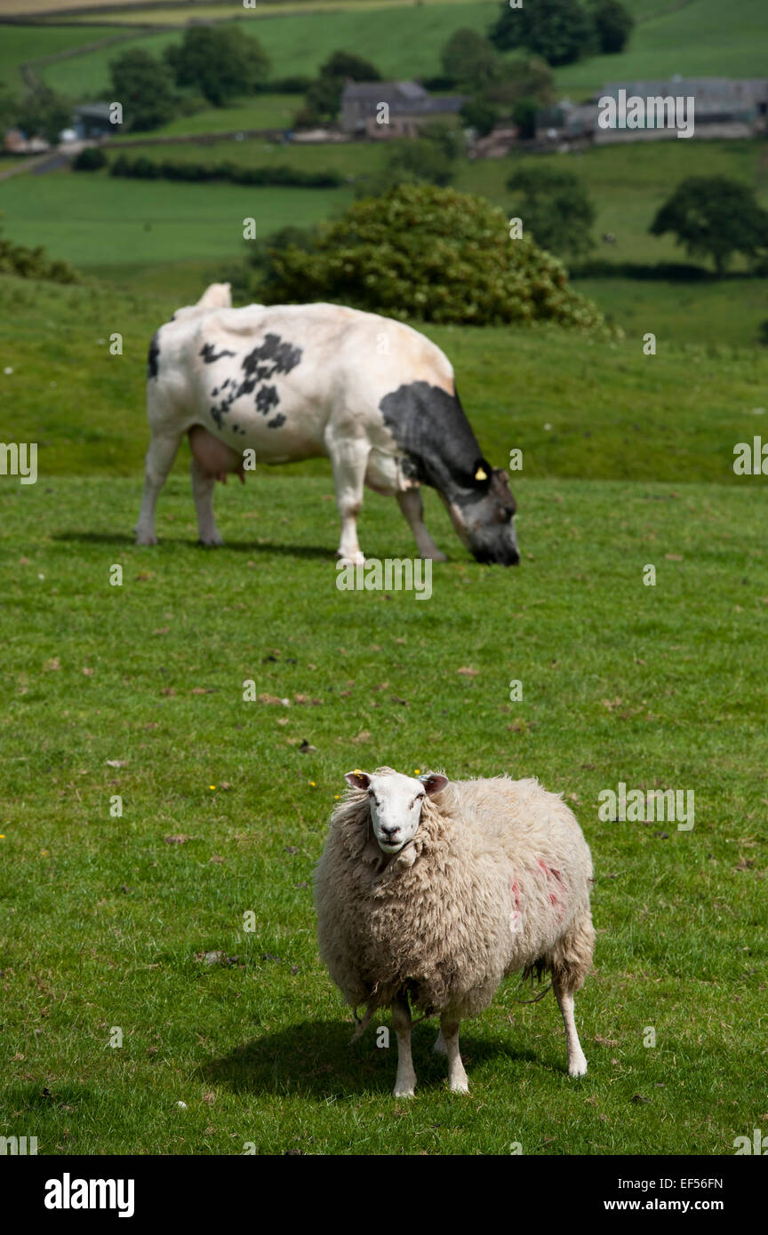 Sheep and beef cattle grazing together in uplnad pasture, Lancashire ...