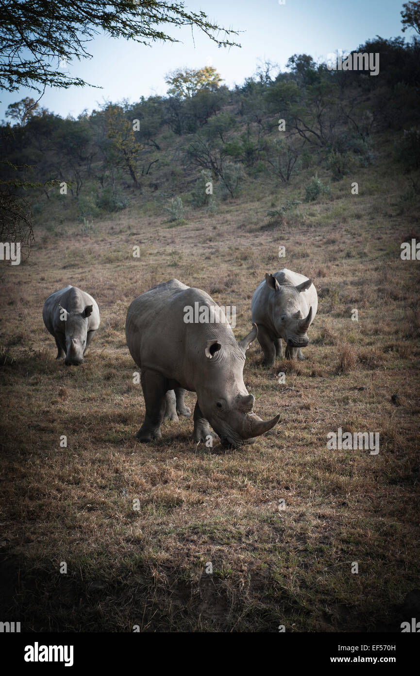 rhino in the savanna of Kenya Stock Photo - Alamy