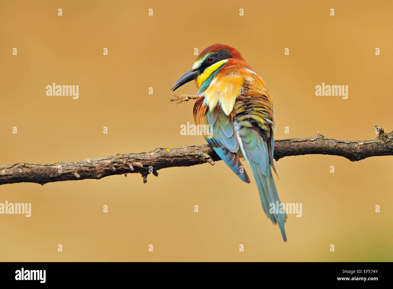Bee eater scratching it's head Stock Photo - Alamy