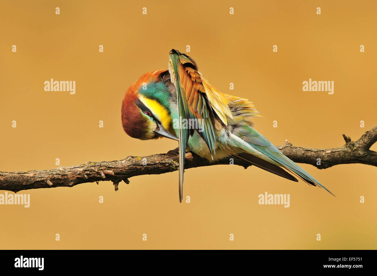Feather eater hi-res stock photography and images - Alamy