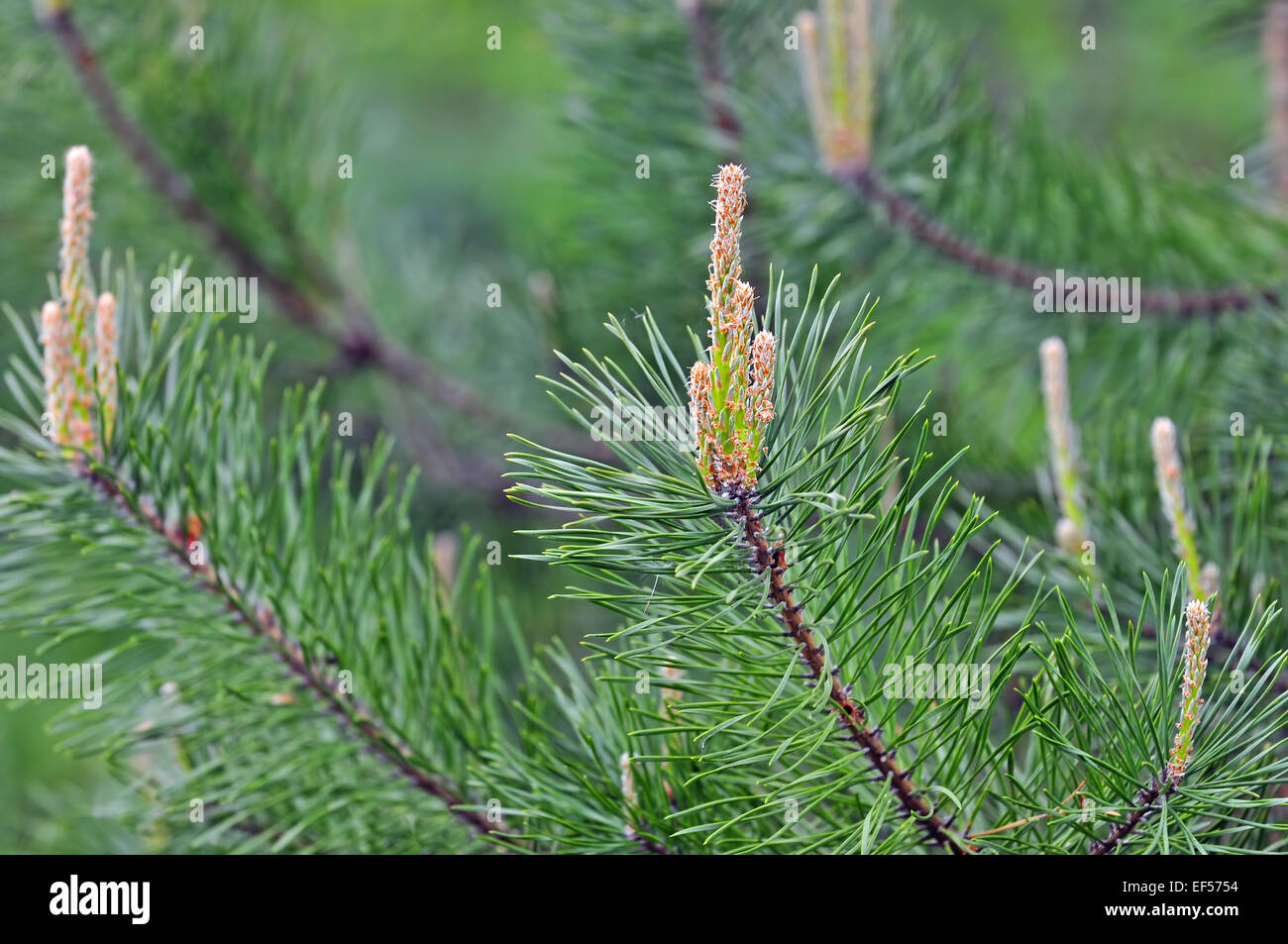 Nature background - conifer tree detail Stock Photo - Alamy