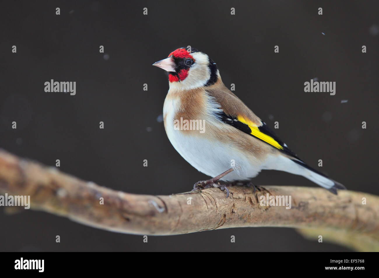 European goldfinch wing hi-res stock photography and images - Alamy