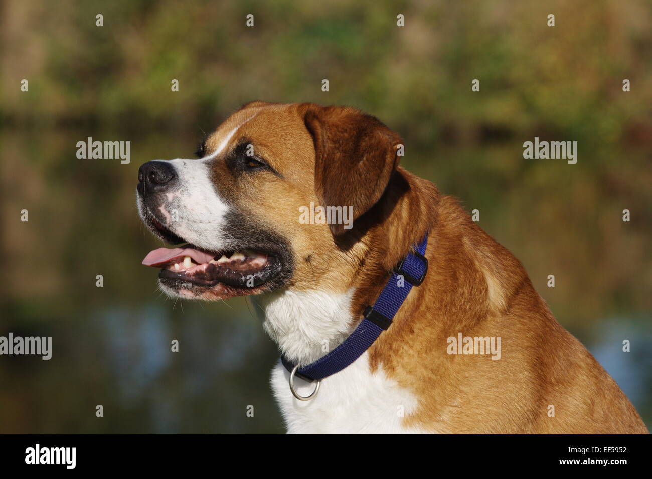 Appenzeller sennenhund hi-res stock photography and images - Alamy