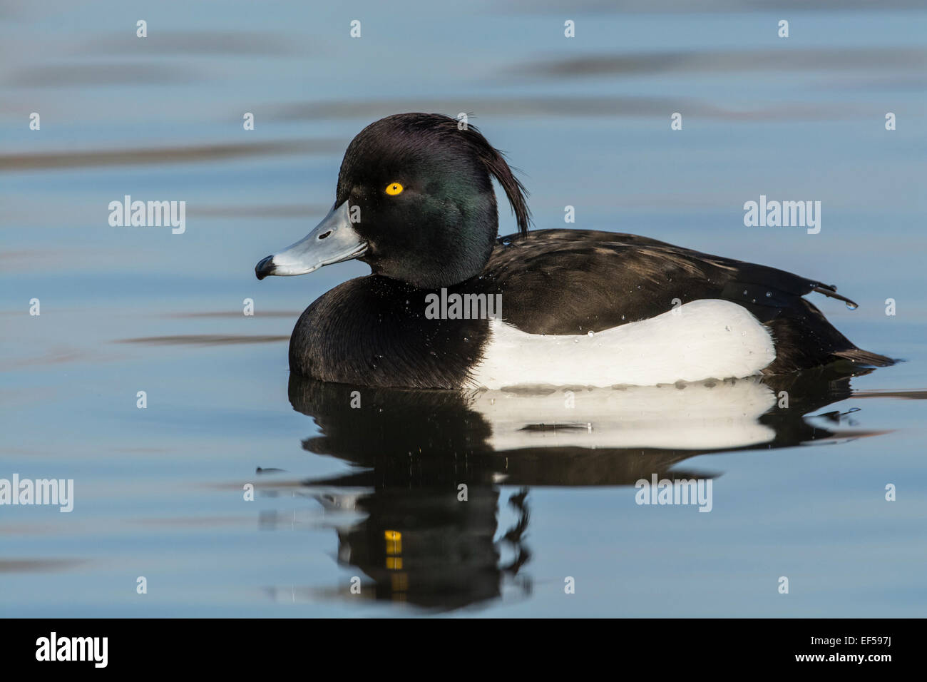 Adult male duck hi-res stock photography and images - Alamy