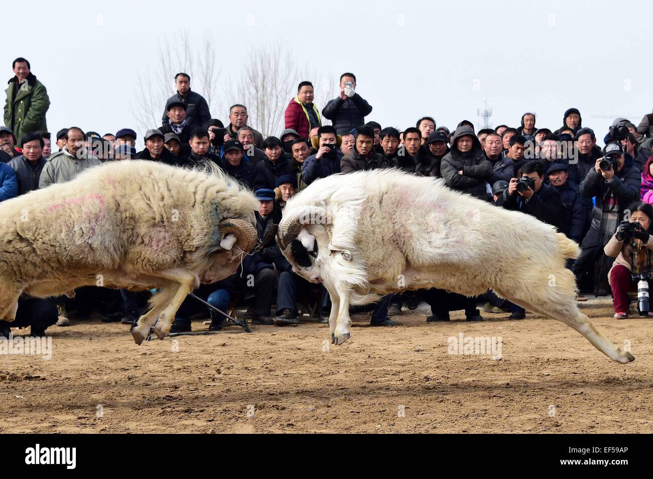 Sheep fight hi-res stock photography and images - Alamy