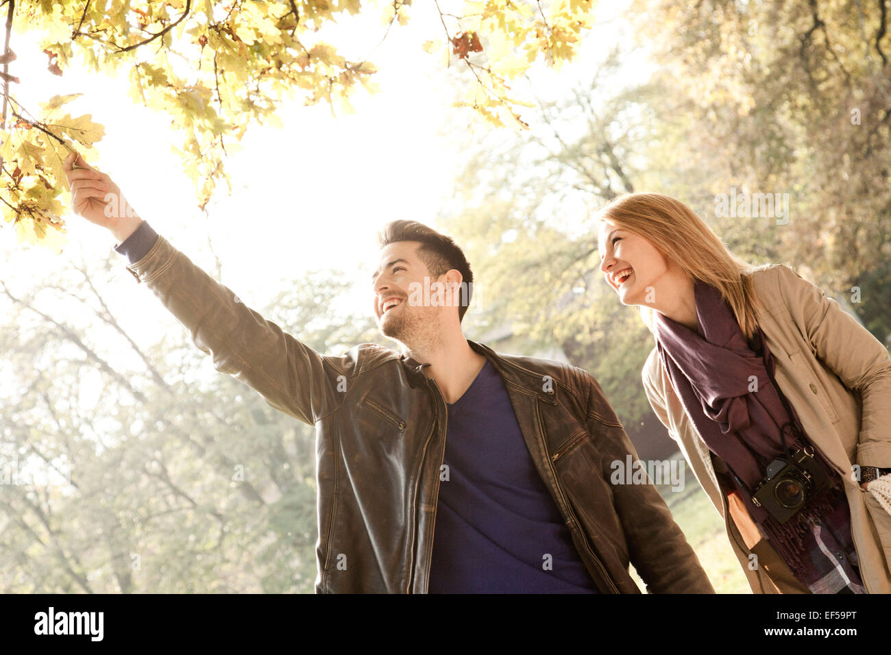 Young couple picking autumn leaf from tree Stock Photo - Alamy