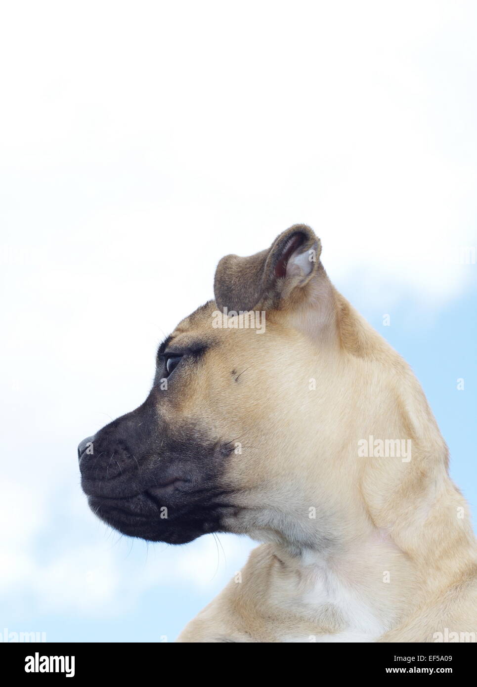 Mops Miniature Bullterrier Portrait von der Seite Stock Photo - Alamy