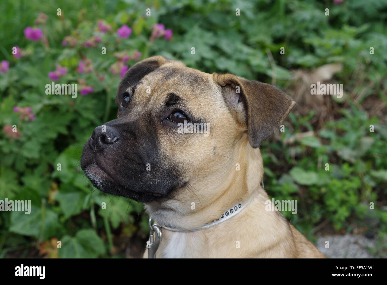Mops-Miniature Bullterrier Mischling Portrait vor Blumen Stock Photo ...