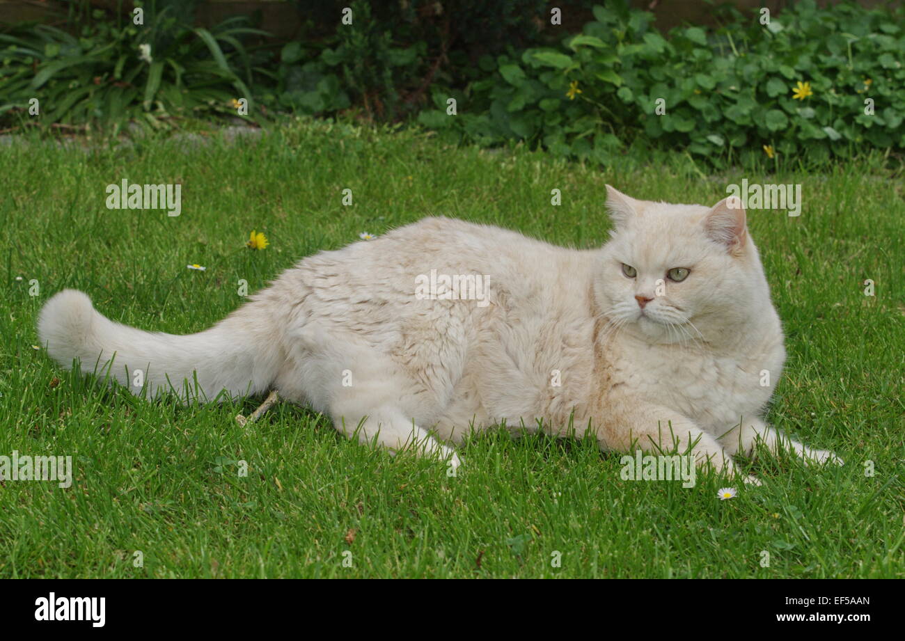 Perser Mix im Gruenen Stock Photo - Alamy