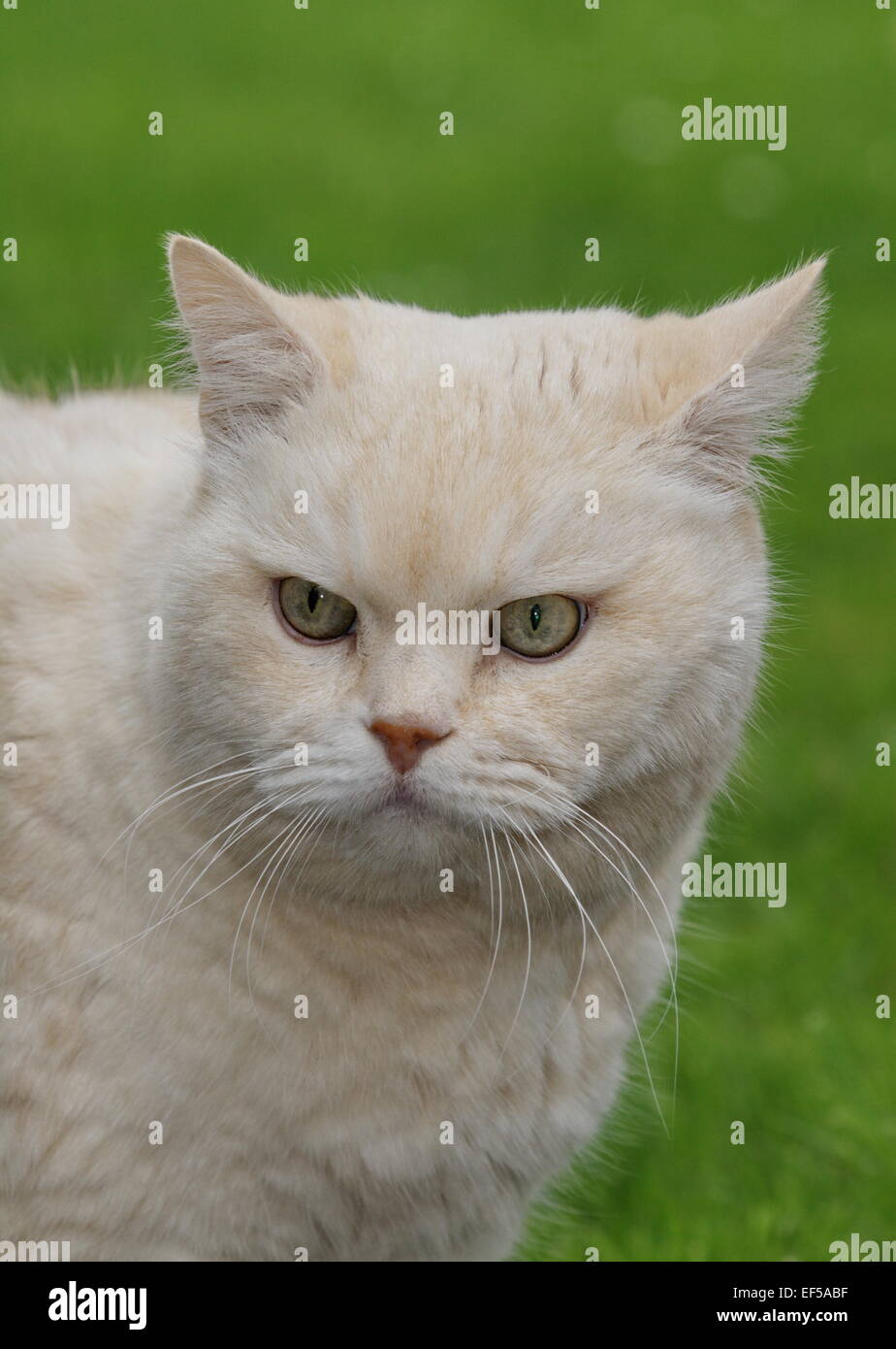 Perser Mix im Gruenen Stock Photo - Alamy