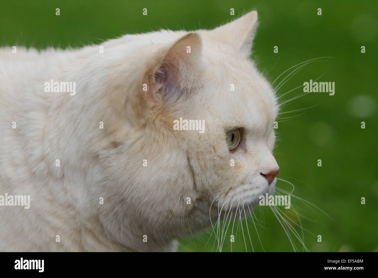 Perser Mix im Gruenen Stock Photo - Alamy