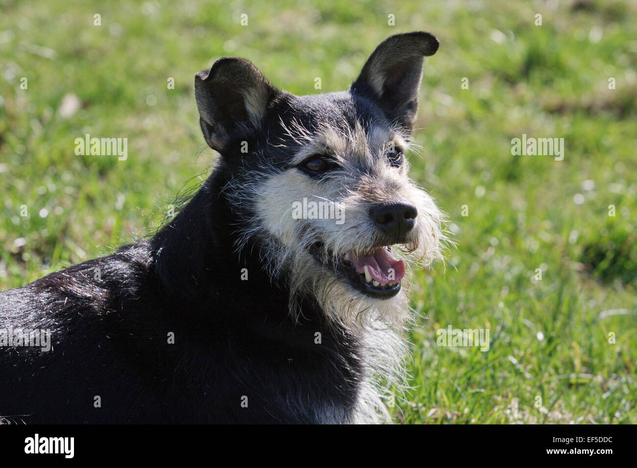 Mischlings hund hi-res stock photography and images - Alamy