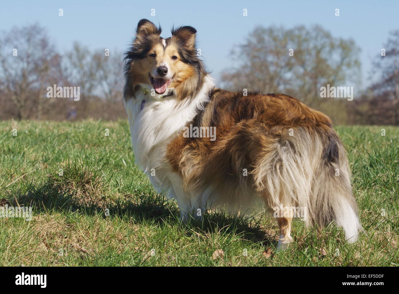 Sheltie Portrait side of the blue sky, Sheltie Portrait von der Seite ...