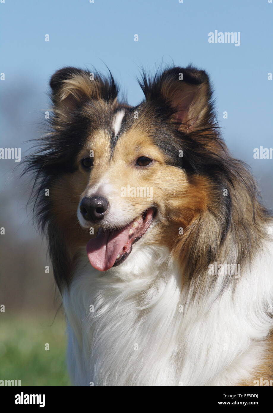 Sheltie Portrait side of the blue sky, Sheltie Portrait von der Seite ...