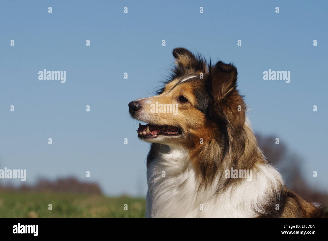 Sheltie Portrait side of the blue sky, Sheltie Portrait von der Seite ...