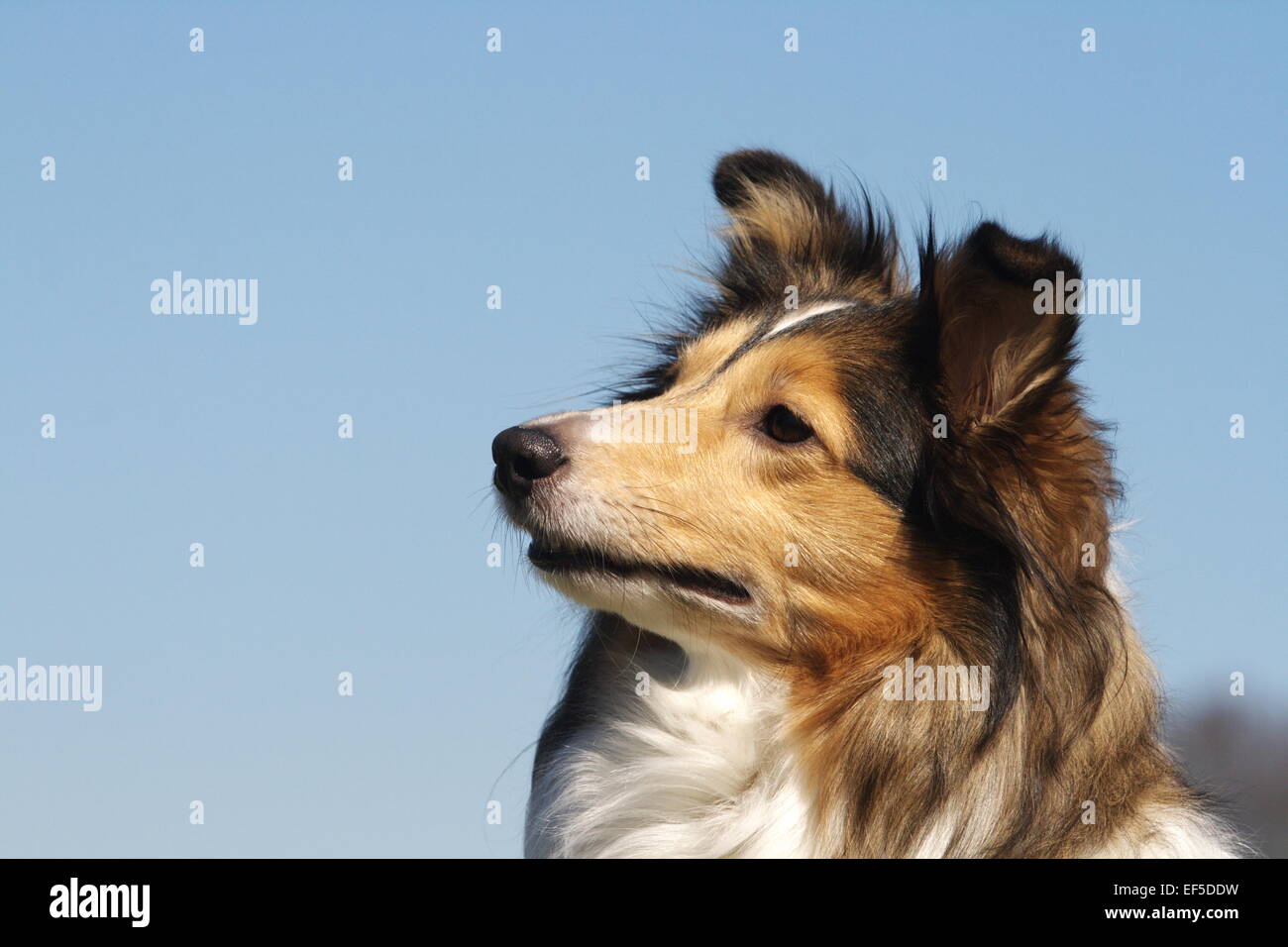 Sheltie Portrait side of the blue sky, Sheltie Portrait von der Seite ...