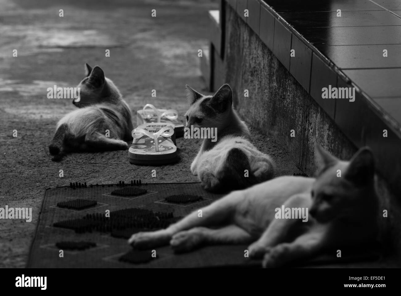Brotherhood family Black and White Stock Photos & Images - Alamy