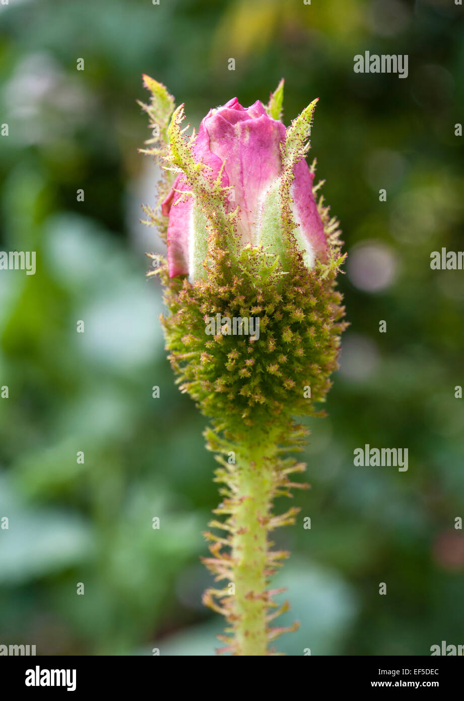 A bud of the moss rose Rosa 'General Kleber' (Général Kléber Stock ...