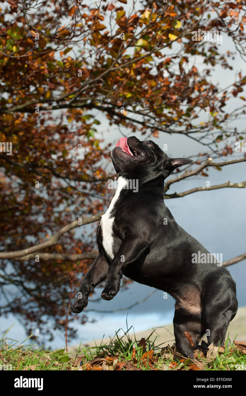 Bulldog Jump High Resolution Stock Photography and Images - Alamy