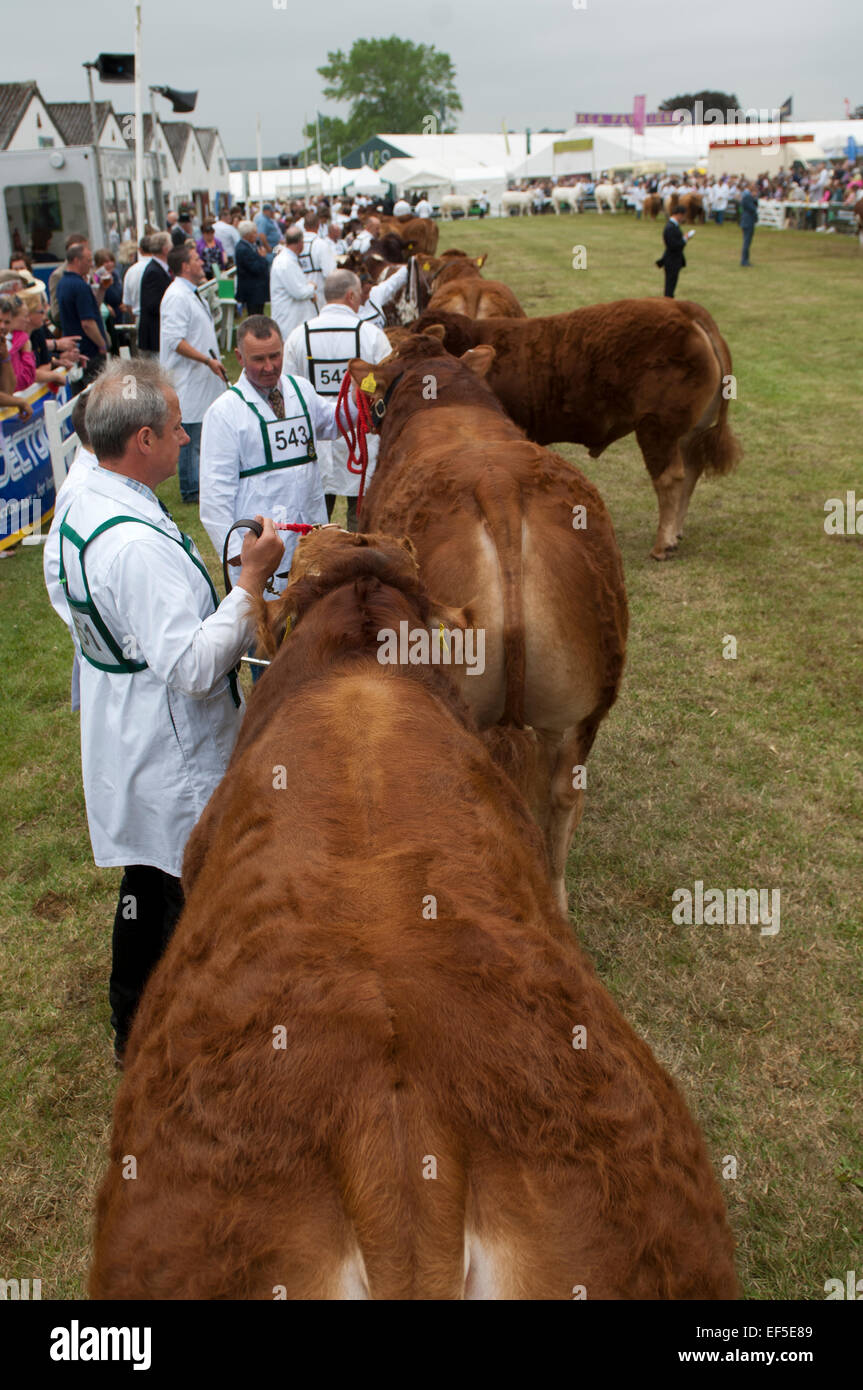 Limousin cattle in show ring at the Great Yorkshire Show, 2013 Stock ...