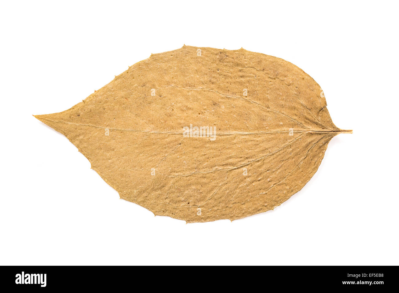 Dry Autumn Leaf Isolated On White Stock Photo - Alamy