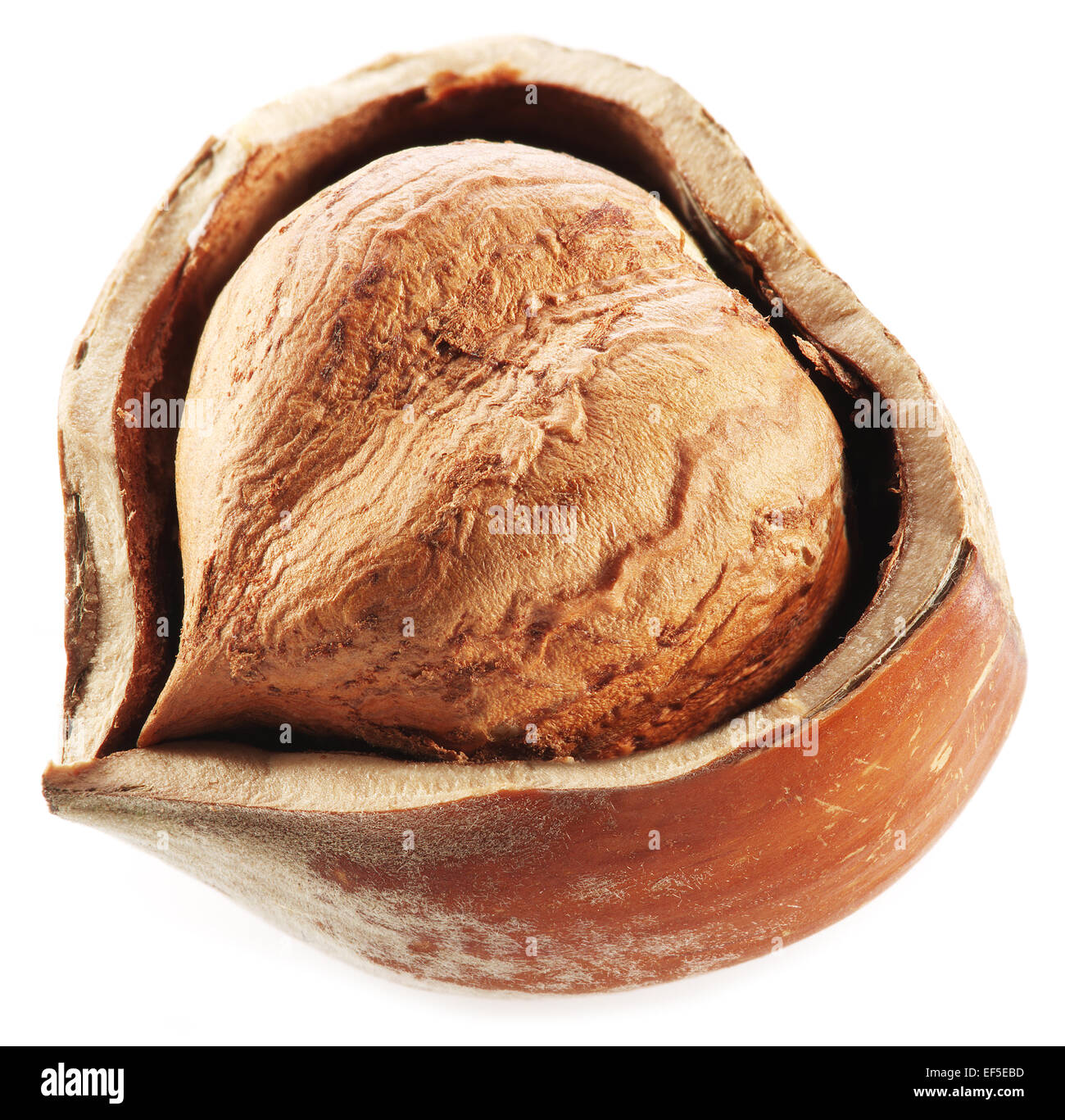 Half of hazelnut isolated on a white background Stock Photo - Alamy