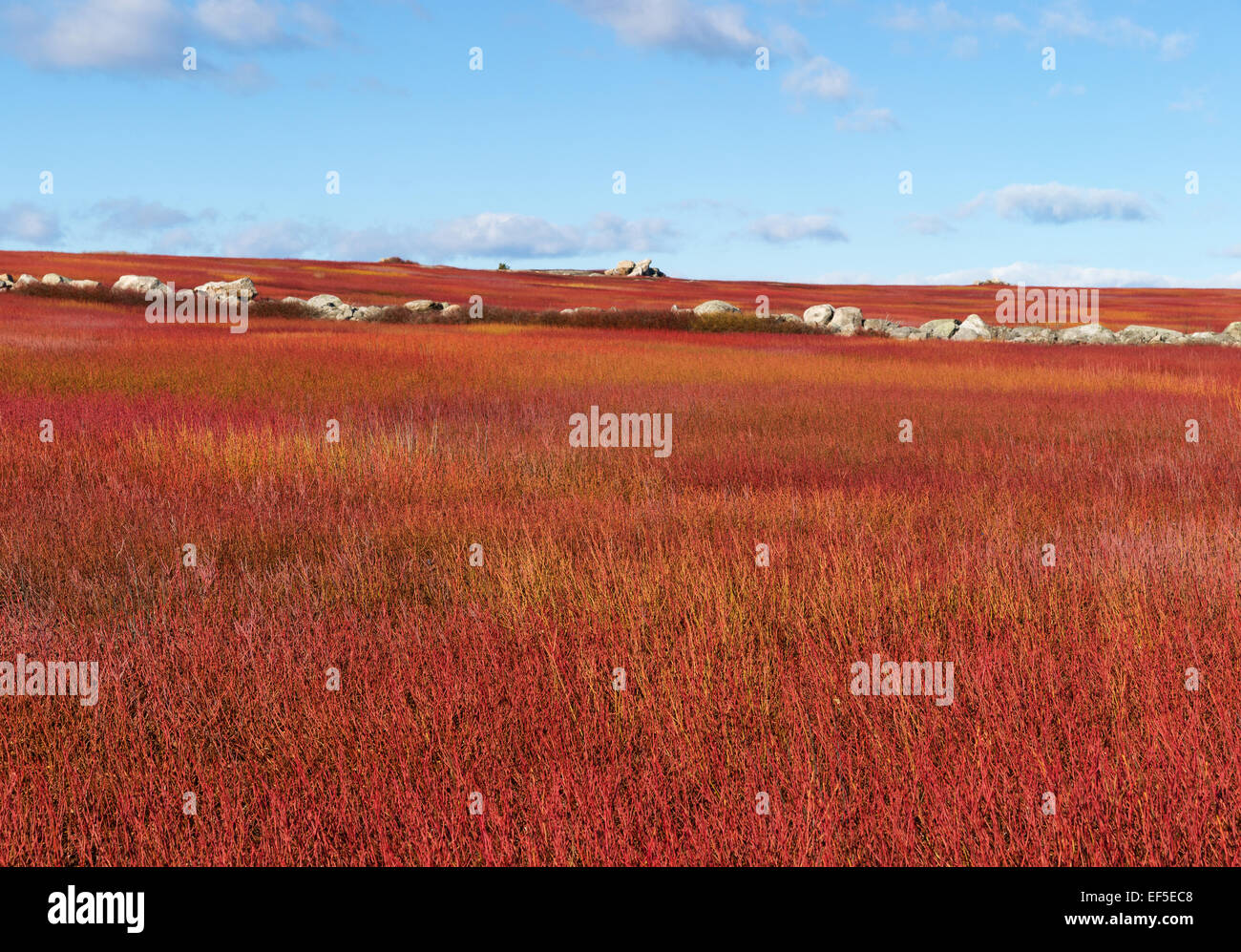 Dormant blueberry hi-res stock photography and images - Alamy