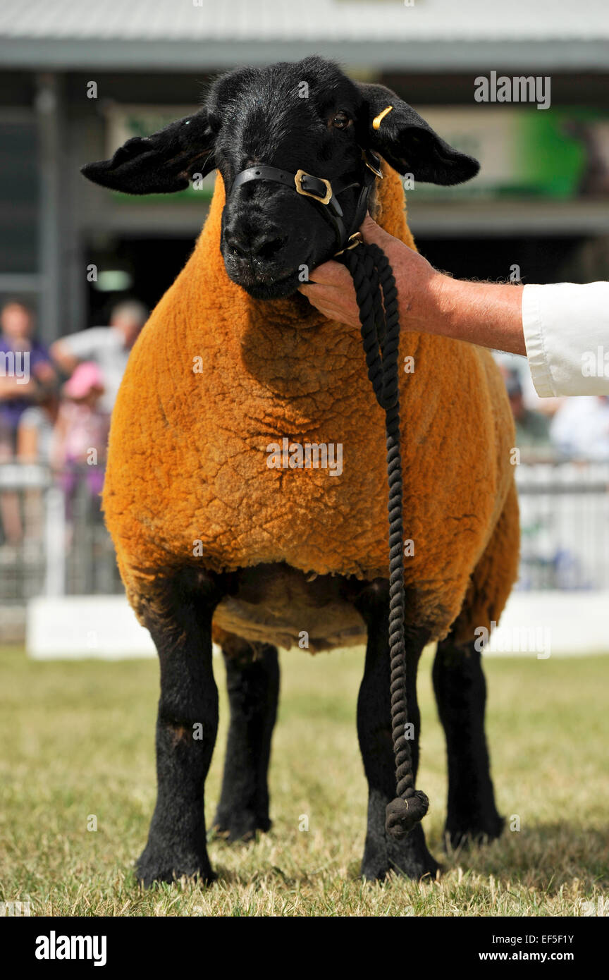 Suffolk Sheep Breed Stock Photos & Suffolk Sheep Breed Stock Images - Alamy