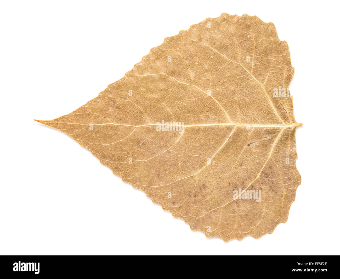 Dry Autumn Leaf Isolated On White Stock Photo - Alamy
