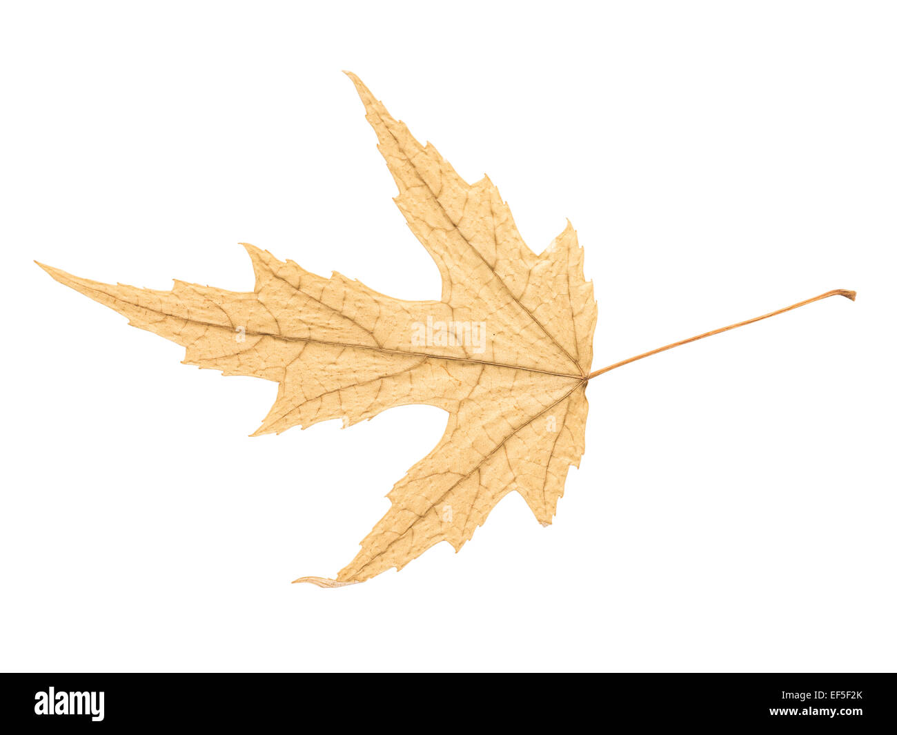 Dry Autumn Leaf Isolated On White Stock Photo - Alamy