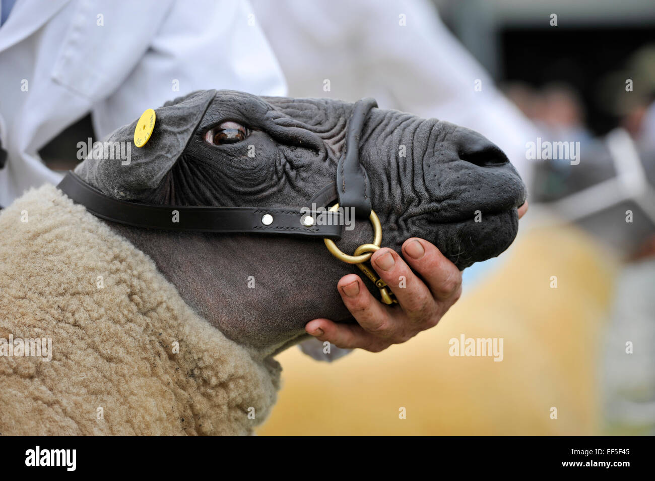 Bleu du maine sheep hi-res stock photography and images - Alamy