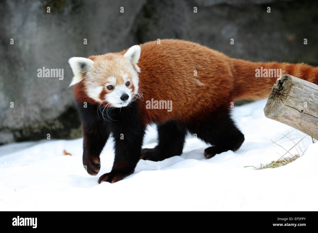 Panda Land High Resolution Stock Photography and Images - Alamy