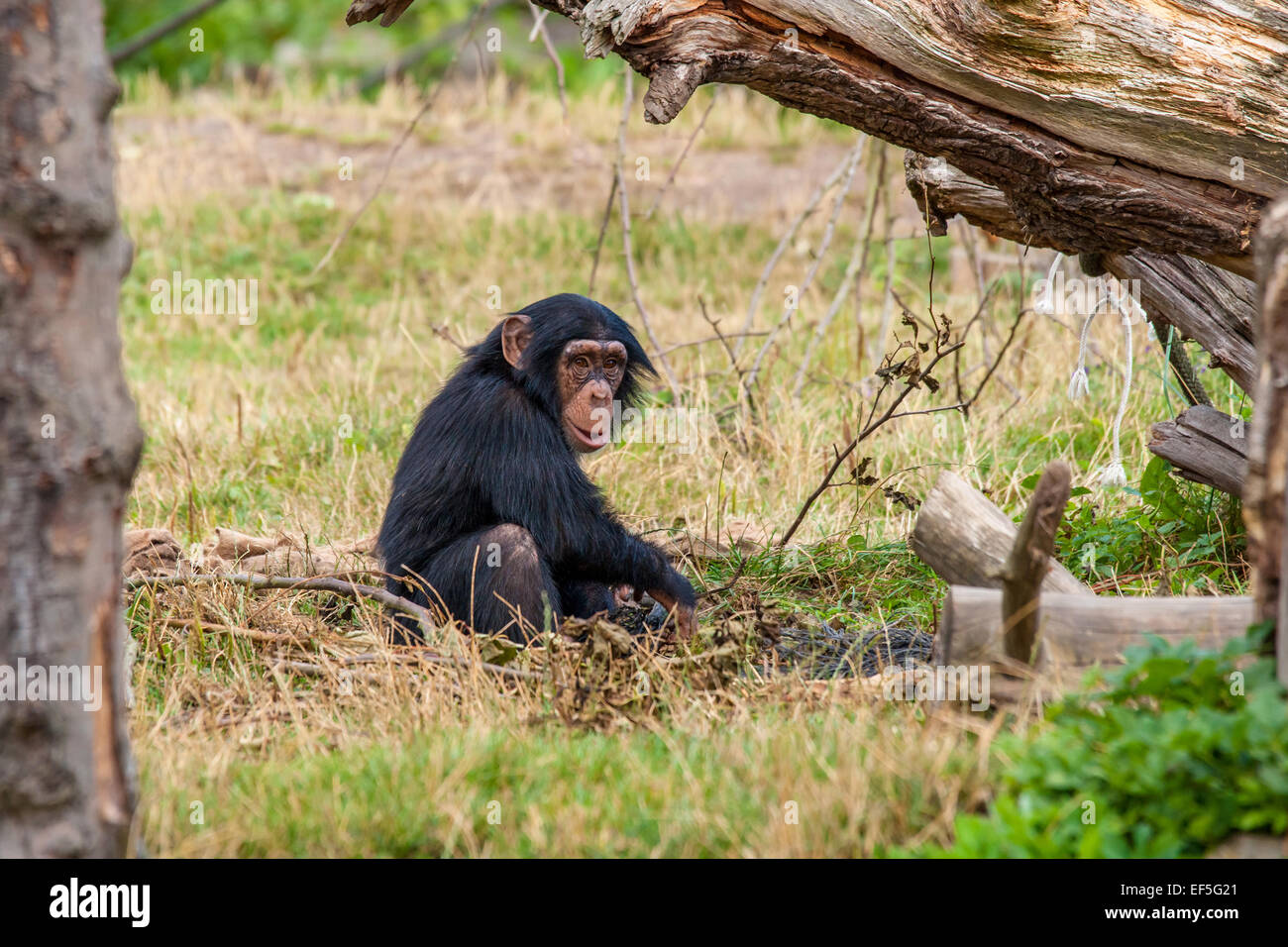 Young chimp playing around in nature Stock Photo - Alamy