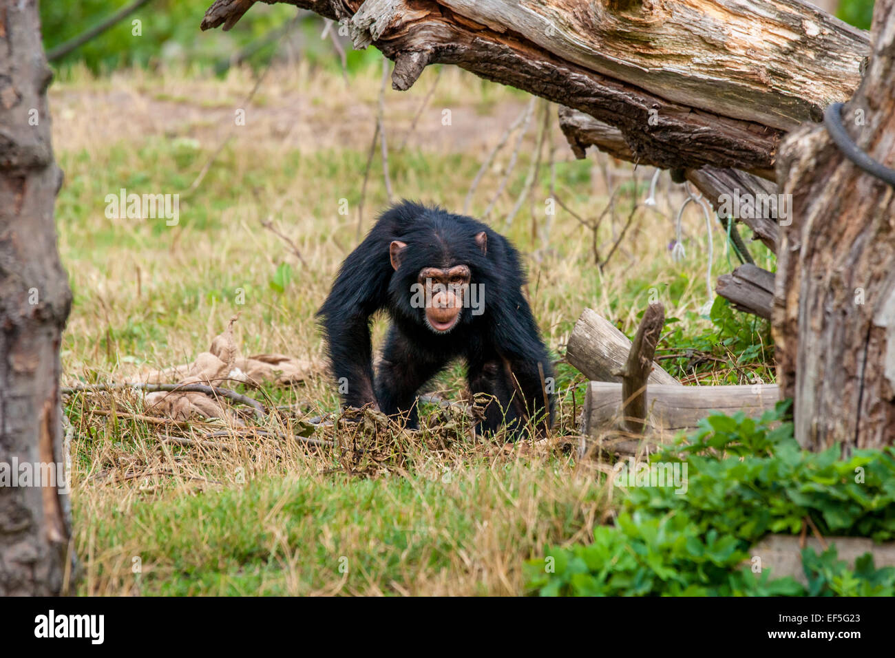 Young chimp playing around in nature Stock Photo - Alamy