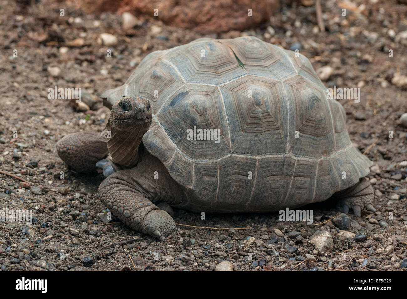 Old turtle hi-res stock photography and images - Alamy