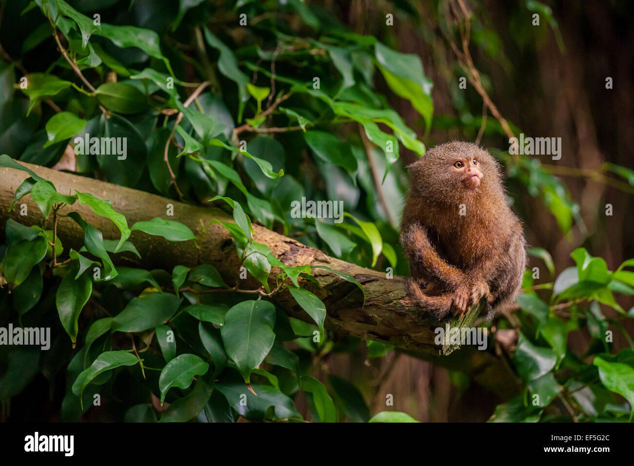 Small Pygmy Marmoset ape in a tropical jungle Stock Photo - Alamy