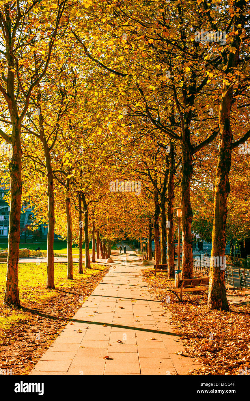 Autumn trees in a public park Stock Photo - Alamy