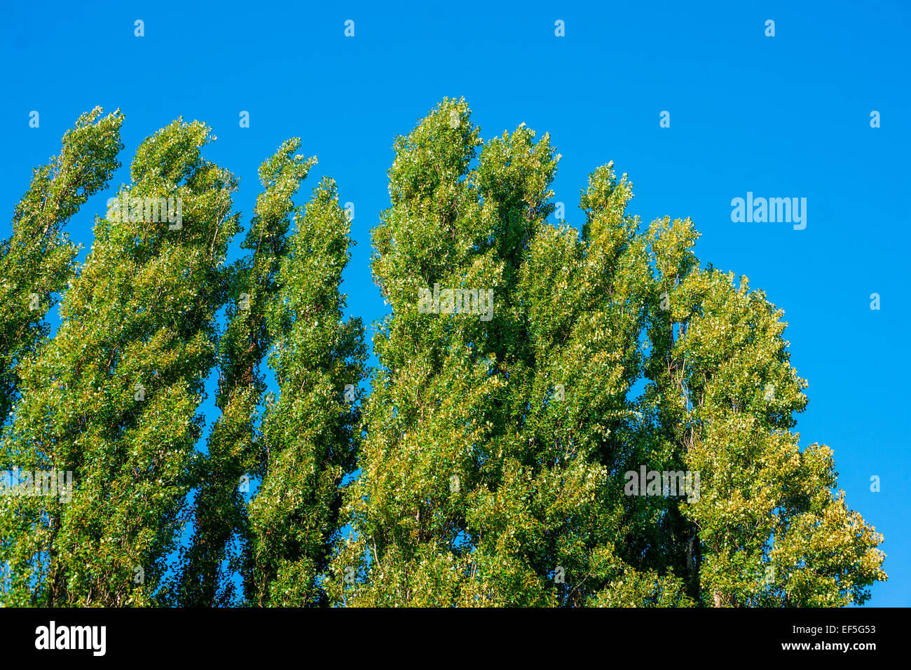 Tall green trees isolated on blue Stock Photo - Alamy