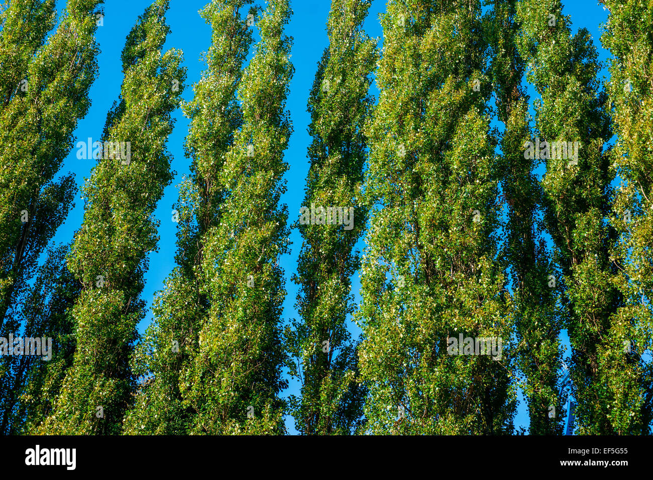 Tall green trees isolated on blue Stock Photo - Alamy