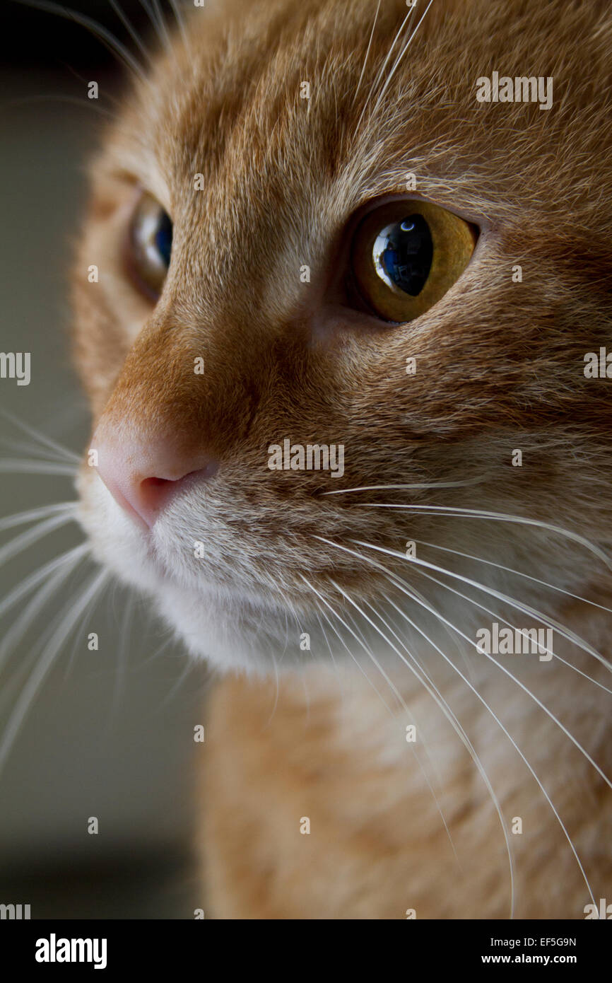 A close up of the face of a male cat Stock Photo - Alamy