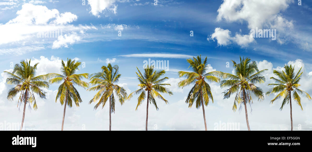 Panoramic view of palms and cloudscape, summer background Stock Photo ...