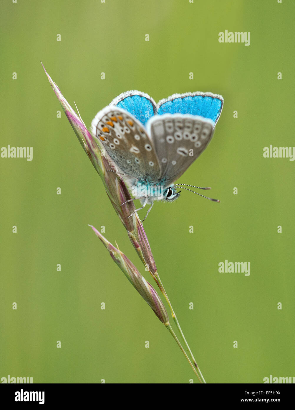 A photo of an Adonis Blue Butterfly Stock Photo - Alamy