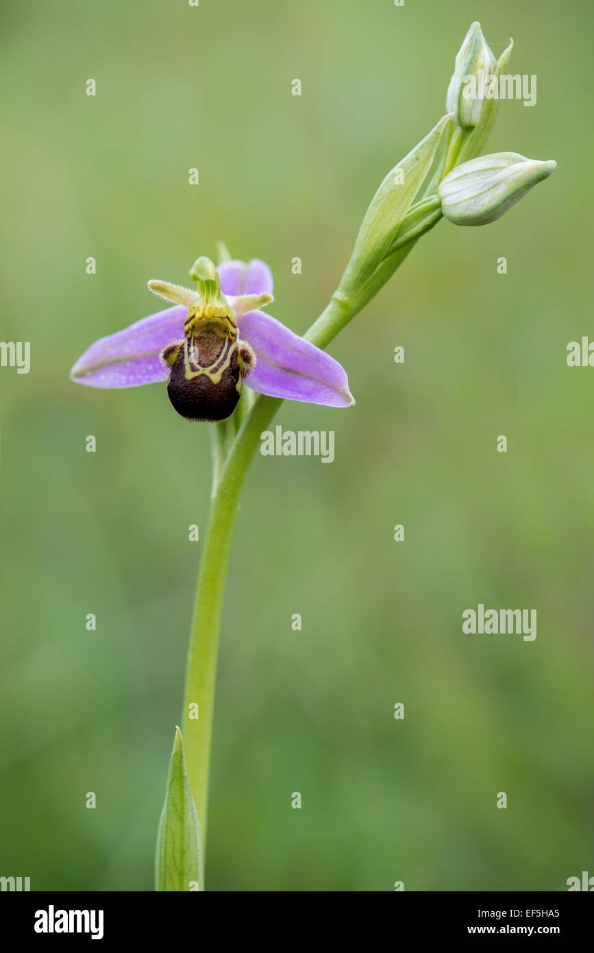 A photo of a Bee Orchid Stock Photo - Alamy
