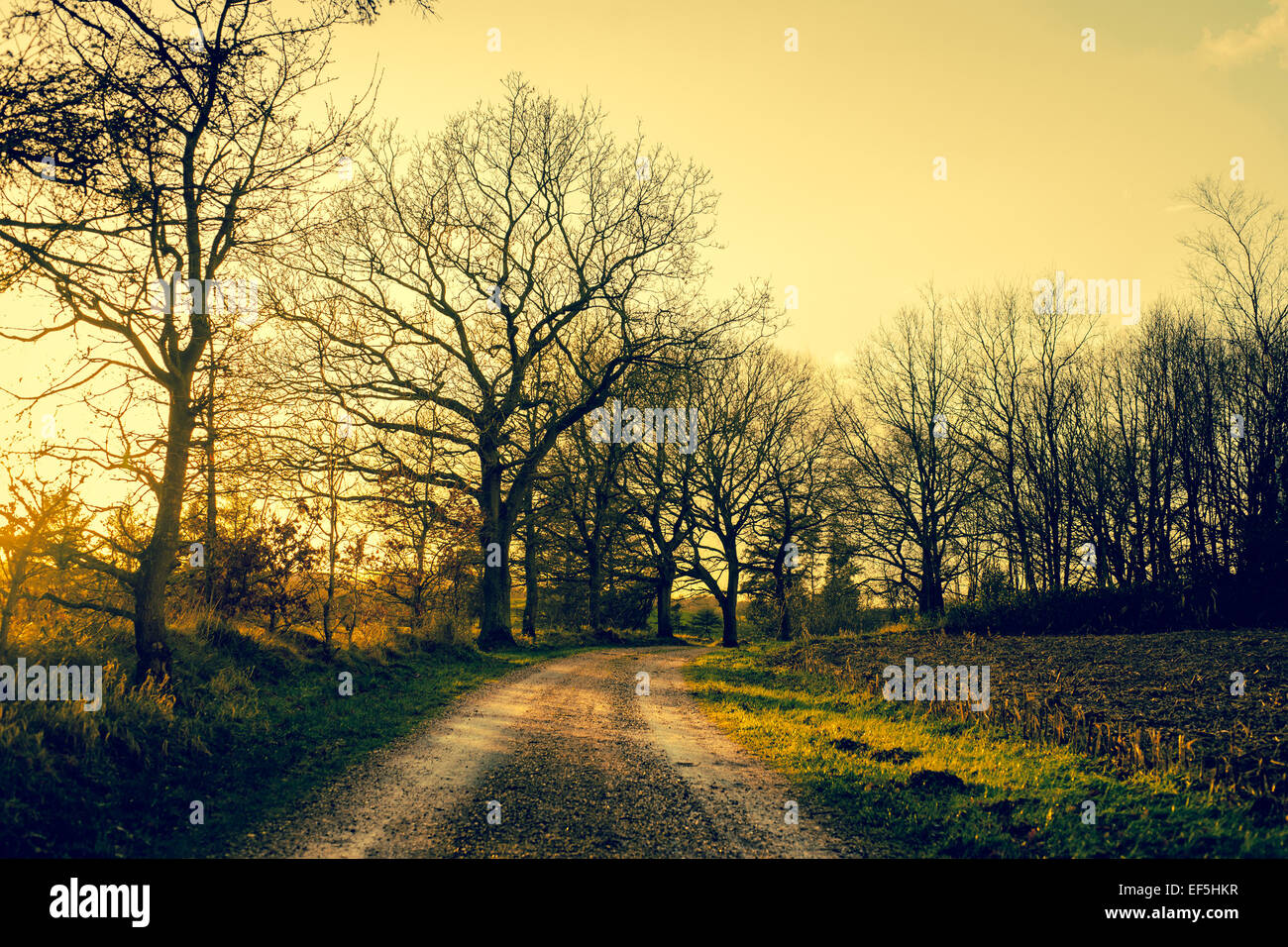 Nature path surrounded by trees and bush Stock Photo - Alamy