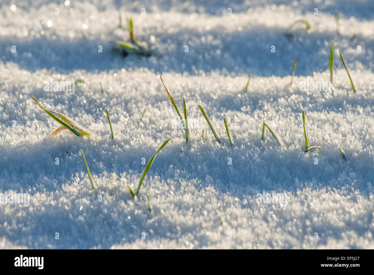 Green grass in white snow Stock Photo - Alamy