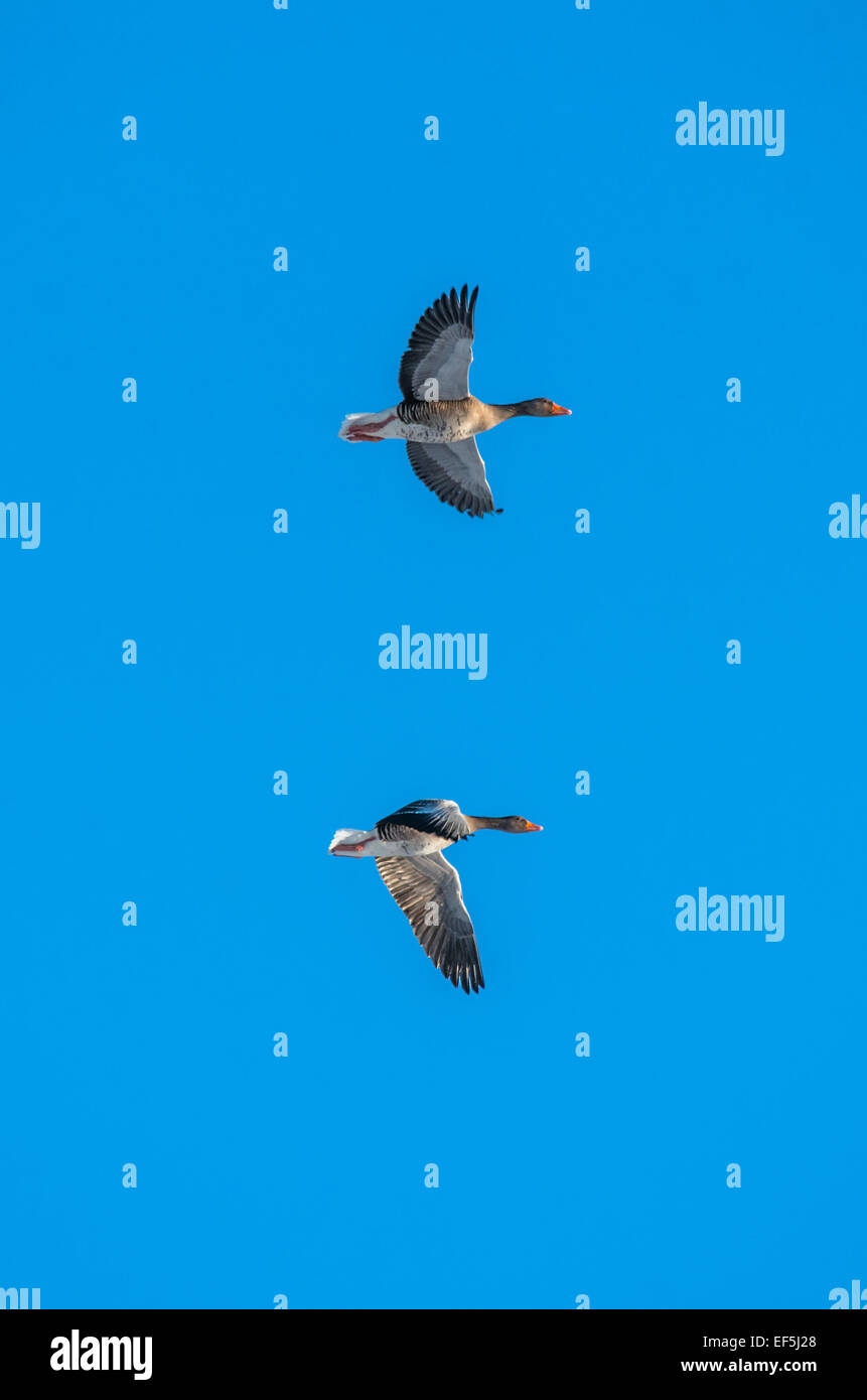 Wild geese flying in the blue sky Stock Photo - Alamy